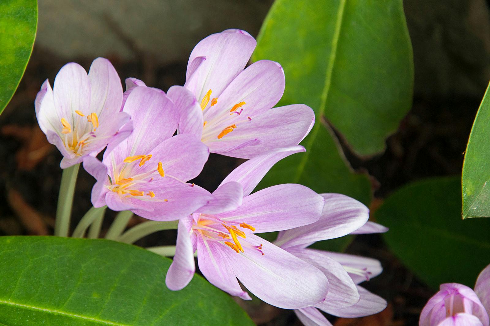 Colchicine from Crocus Helps Protect Heart | The People's Pharmacy